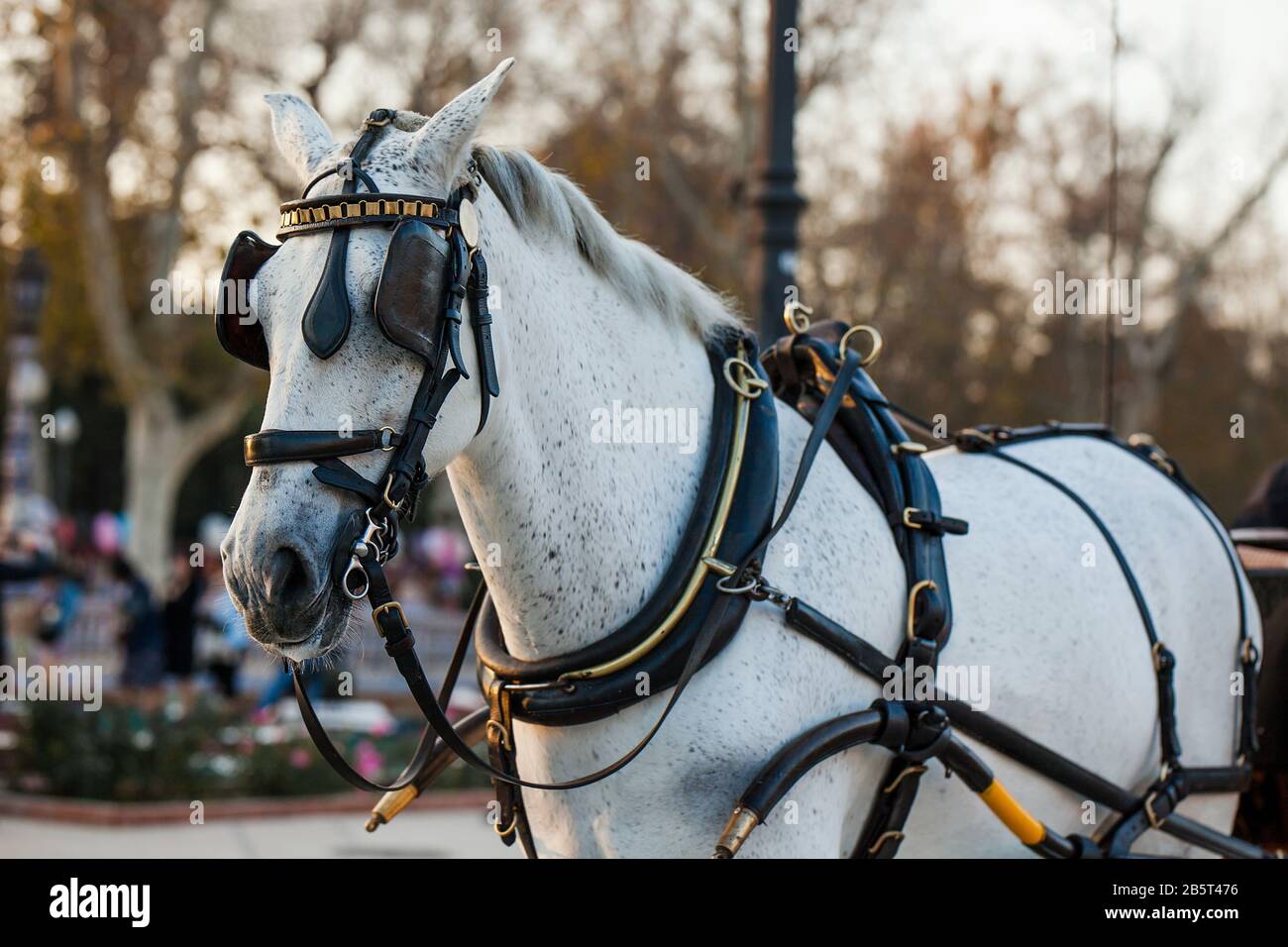 City horse cab historical hi-res stock photography and images - Alamy