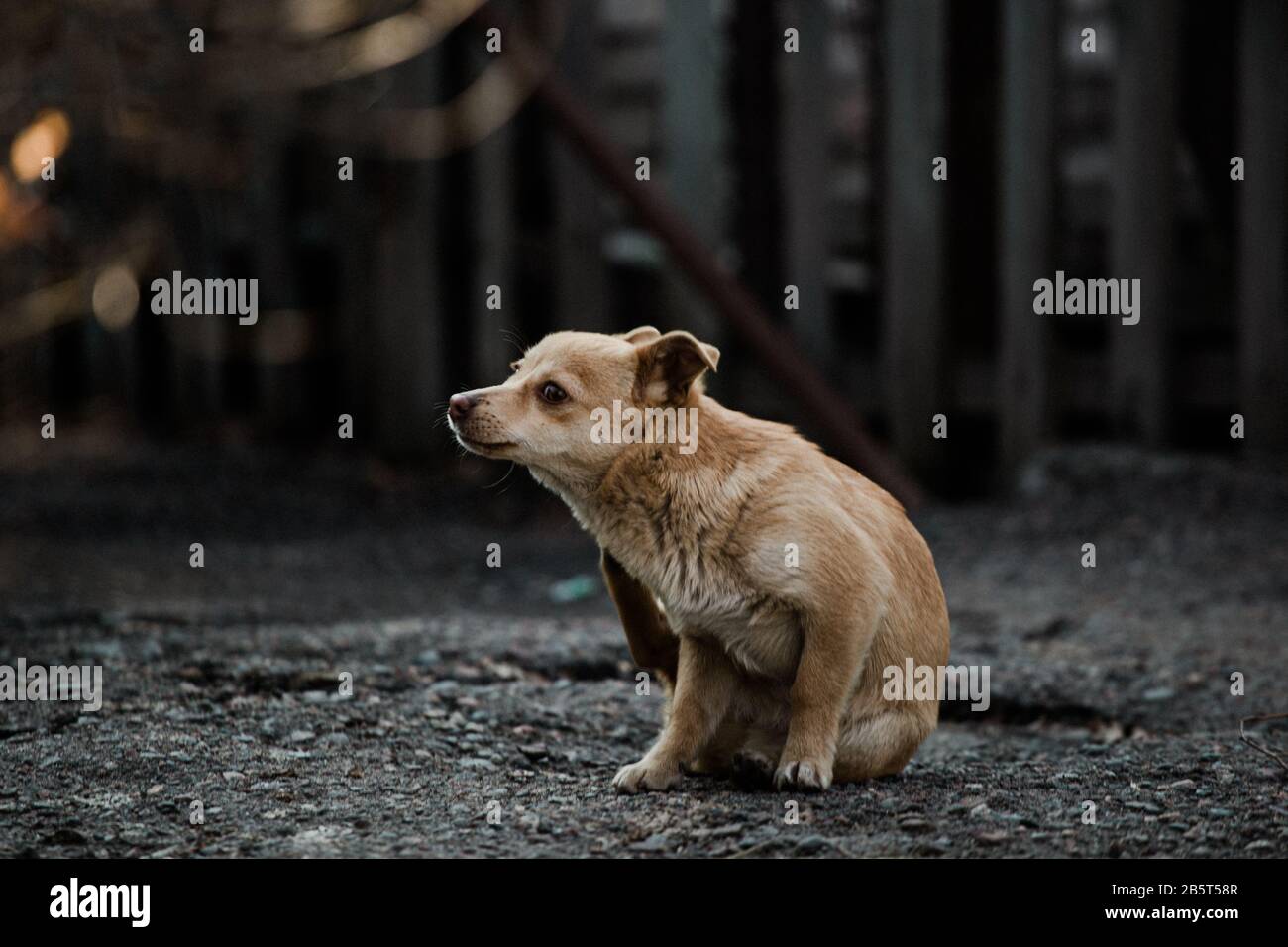 Unwanted animals hi-res stock photography and images - Alamy