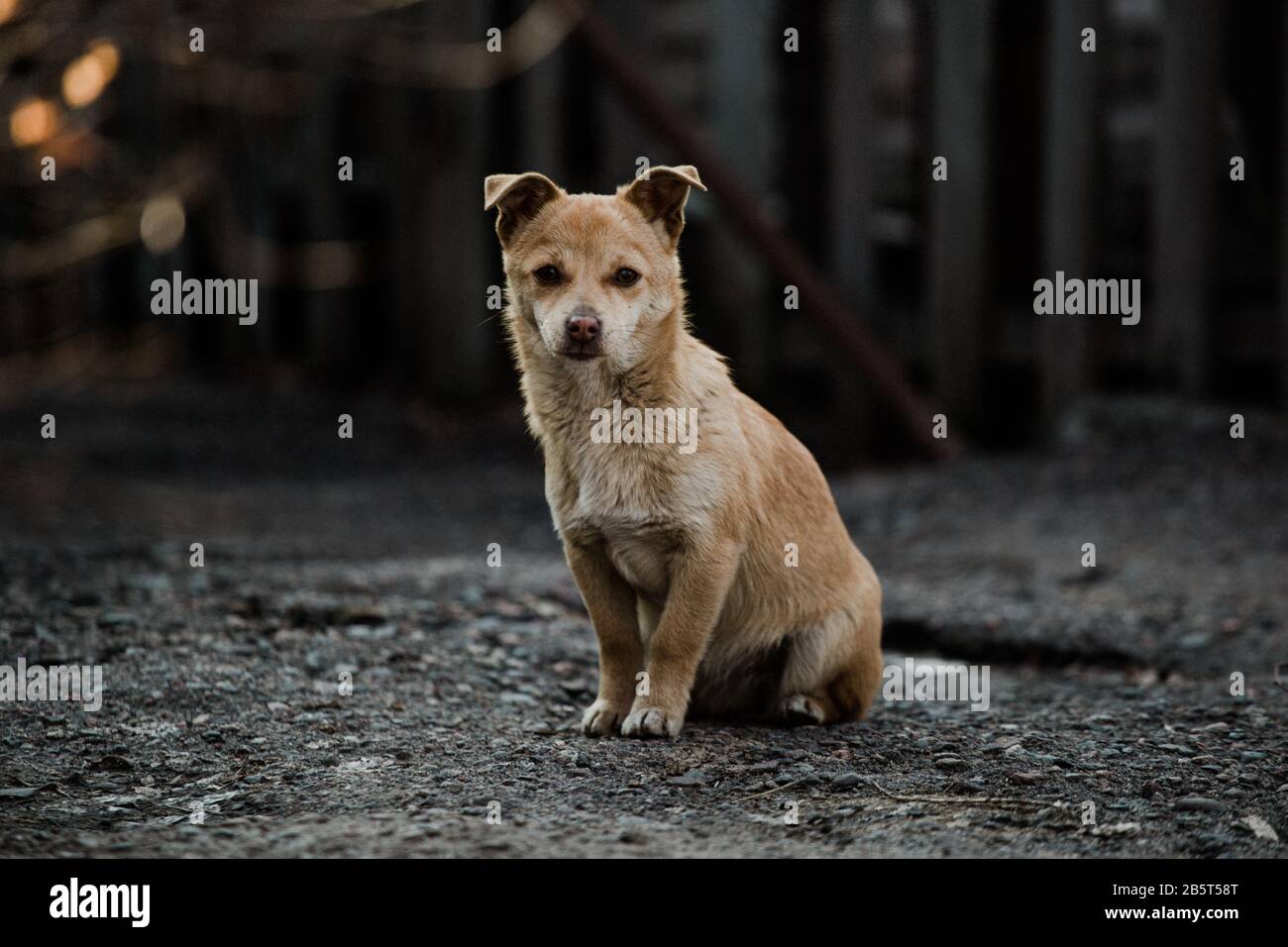 Caged animal hi-res stock photography and images - Alamy
