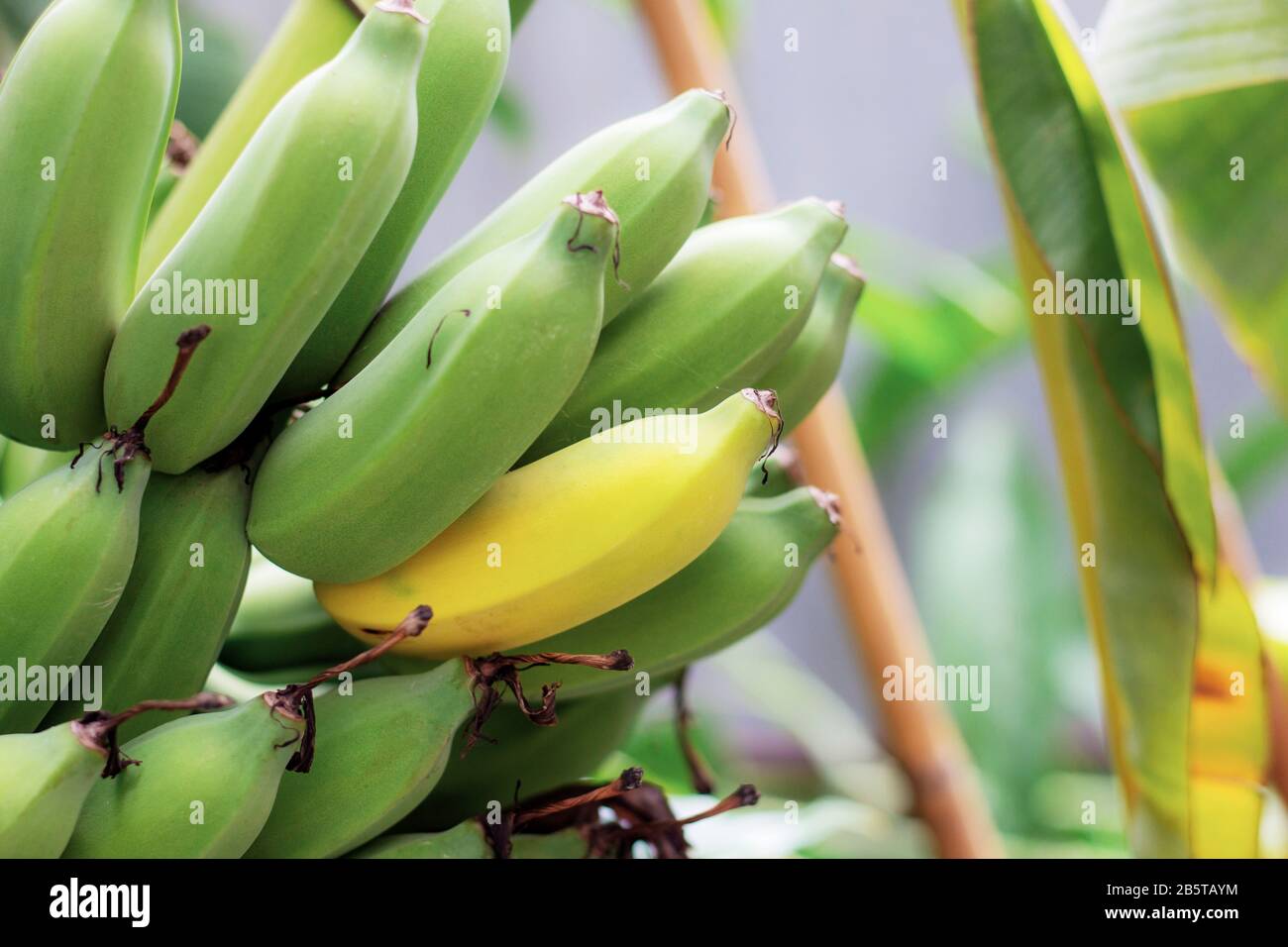 Raw and ripe of bananas on tree in farm Stock Photo - Alamy