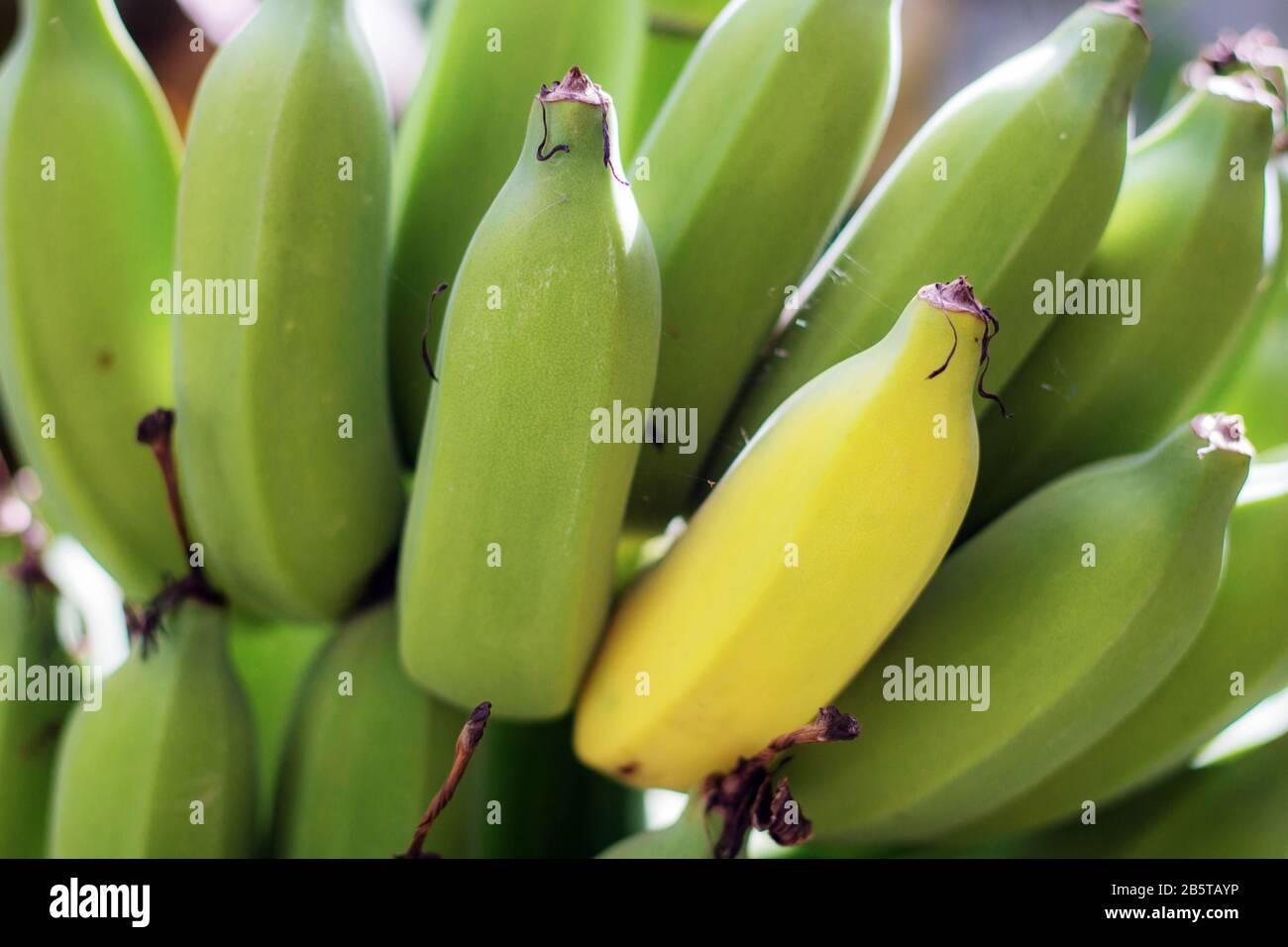Raw and ripe of bananas with texture background Stock Photo - Alamy