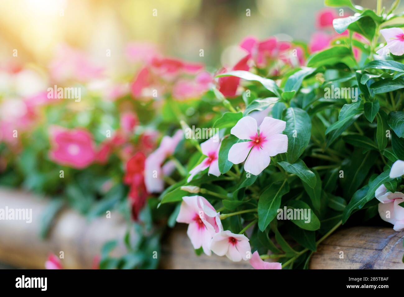 Beautiful of catharanthus flower on pot with sunlight Stock Photo - Alamy