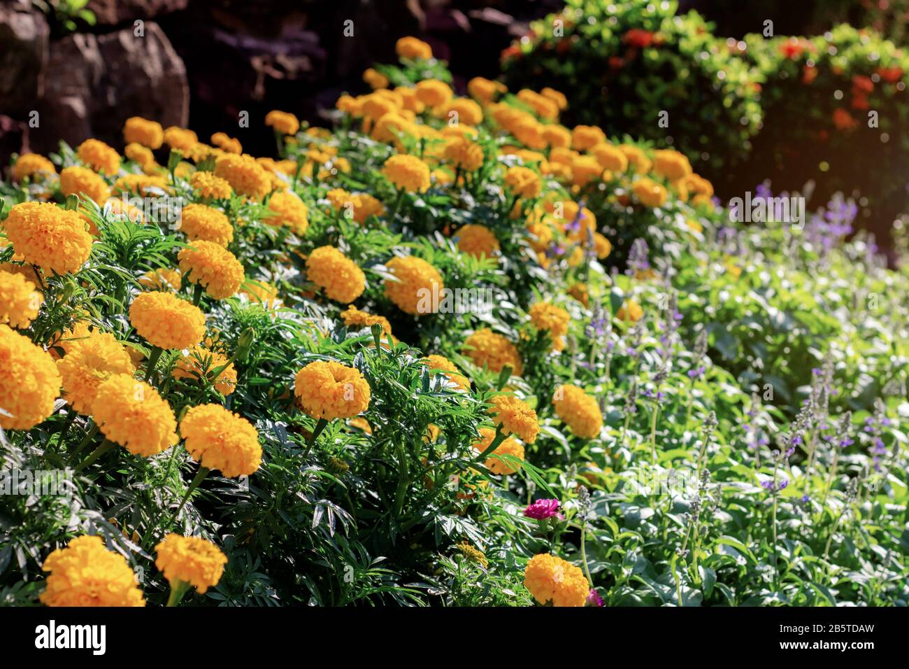 Marigold flower on plots in the garden Stock Photo - Alamy