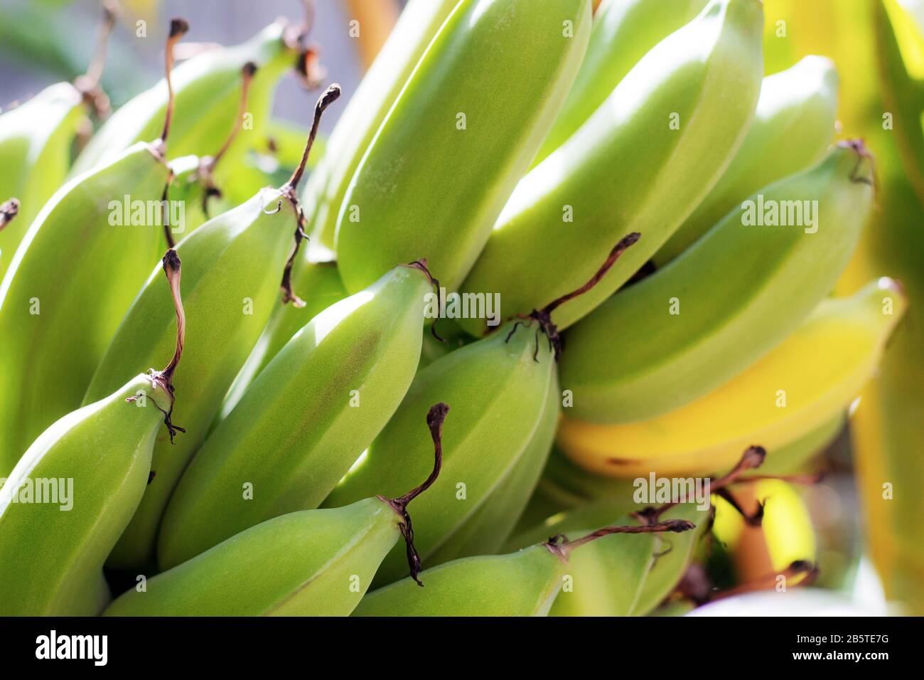 Raw and ripe of bananas with texture Stock Photo - Alamy