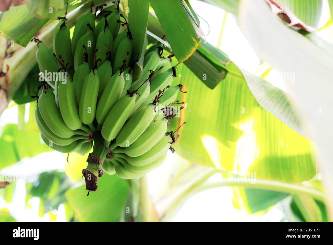 Raw bananas on tree with the sky Stock Photo - Alamy