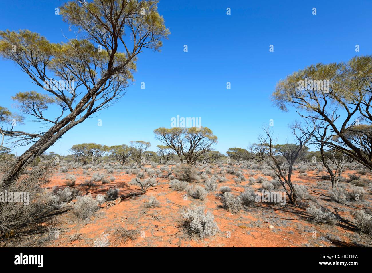 Arid Outback landscape with red soil near Kingoonya, South Australia ...