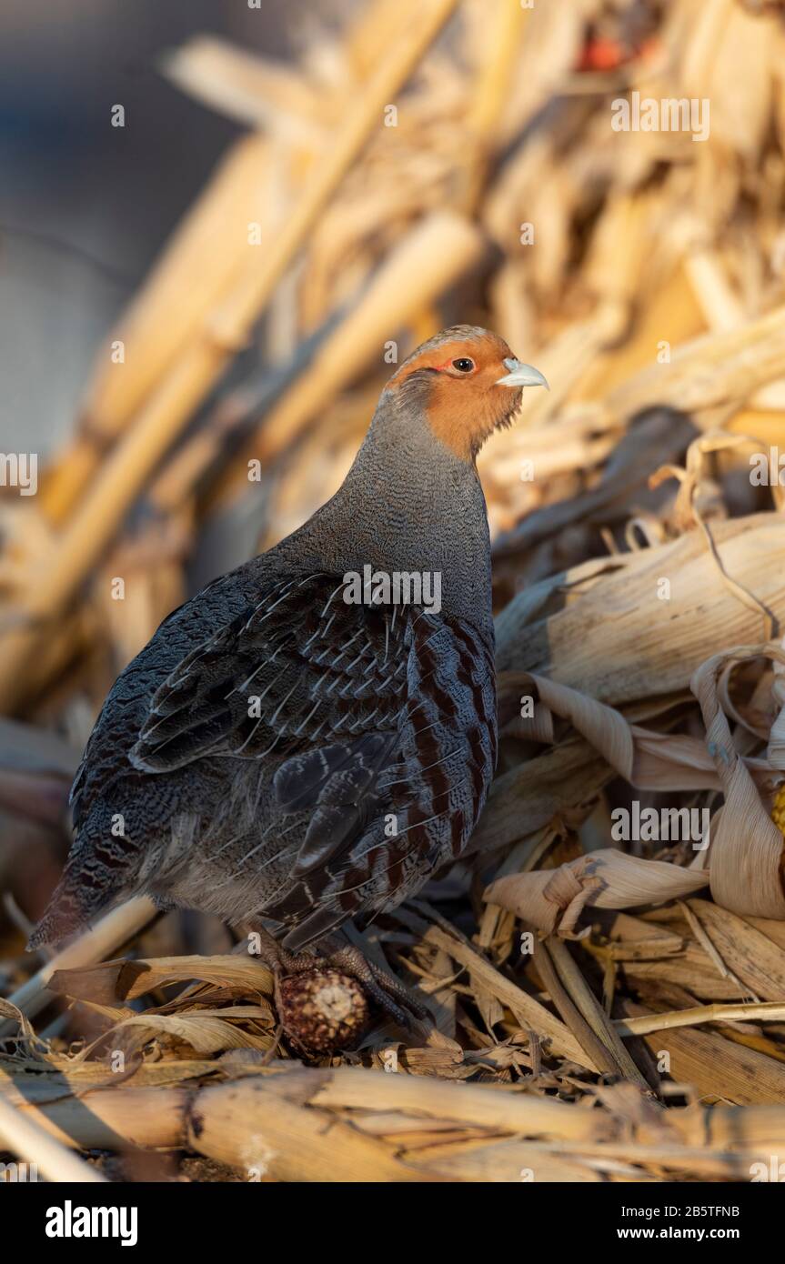 Hungarian Partridge in the winter in North Dakota Stock Photo - Alamy