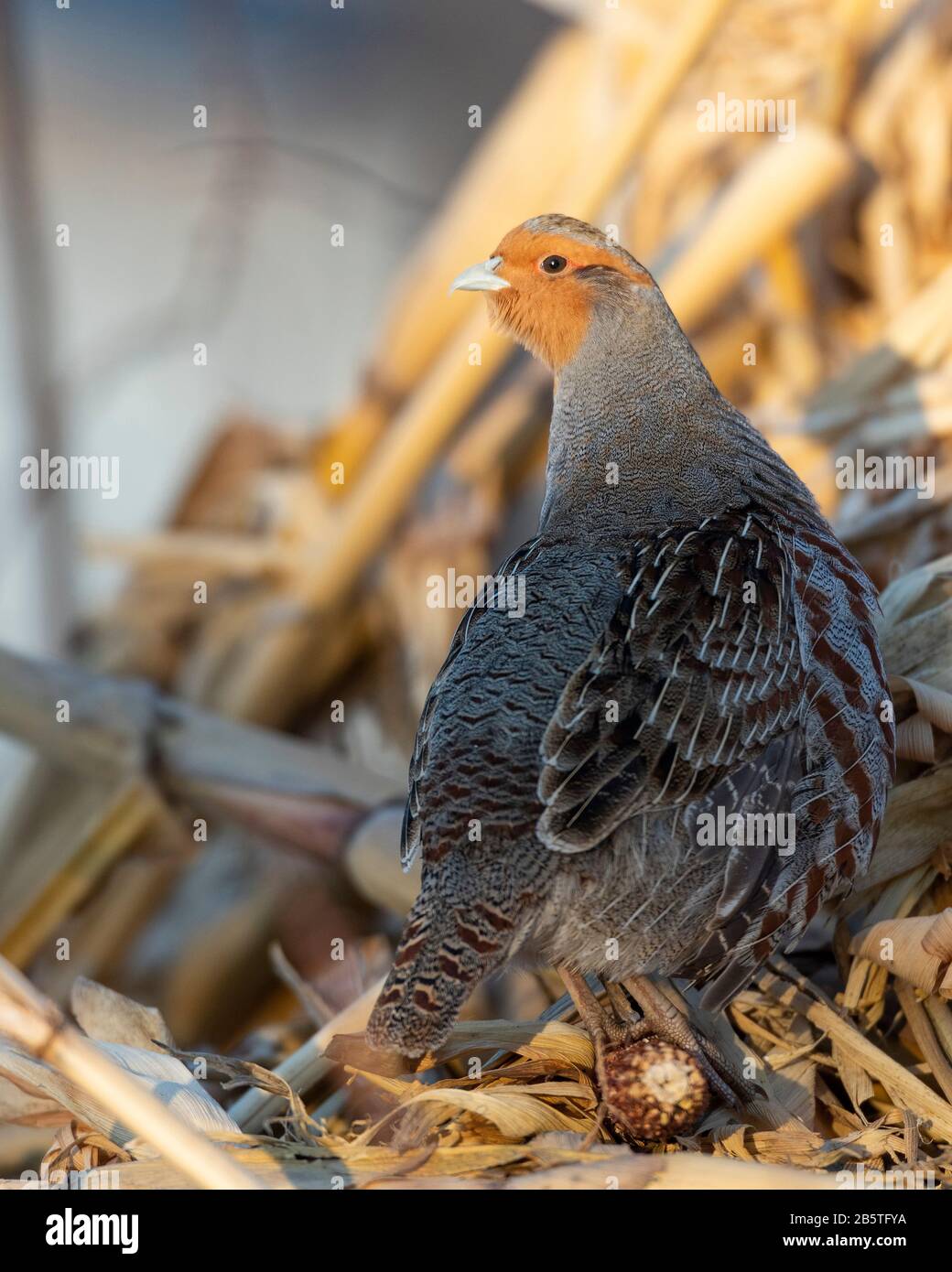 Hungarian Partridge in the winter in North Dakota Stock Photo - Alamy