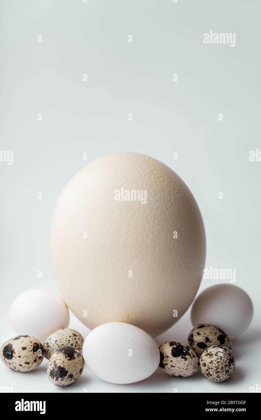Upright chicken egg hi-res stock photography and images - Alamy