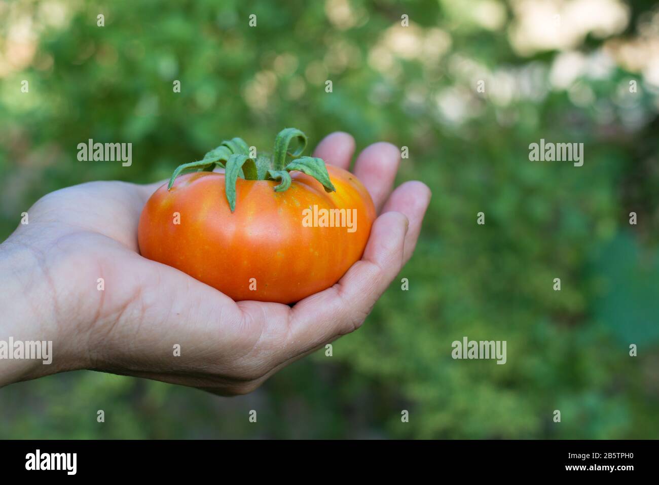 hands harvesting ripe tomato fruit from organic garden Stock Photo - Alamy