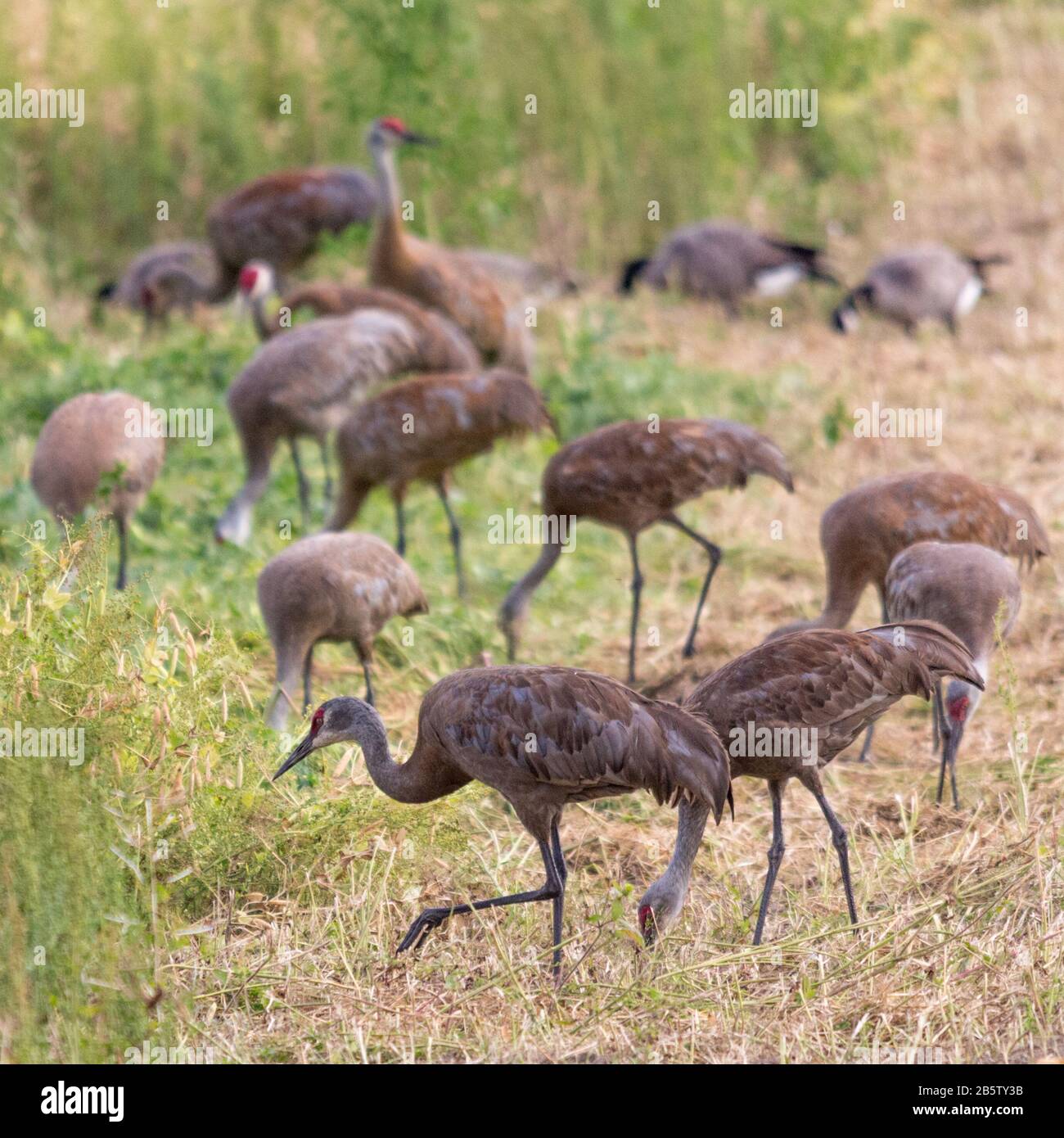 Sandhill cranes migration alaska hi-res stock photography and images ...