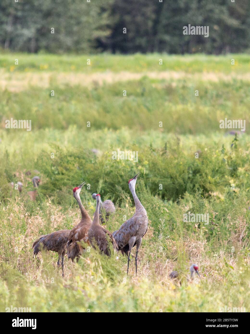 Arctic cactus hi-res stock photography and images - Alamy