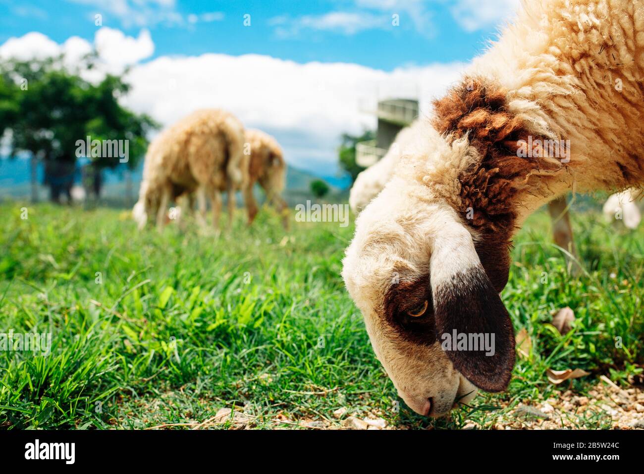 Sheep, sheep farm in the mountain, Beautiful countryside farm village ...