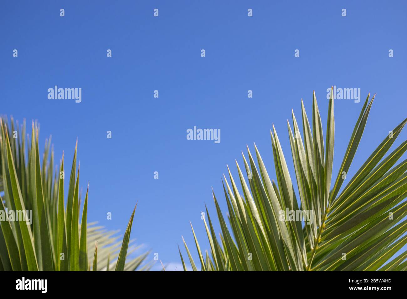 Coconut palm tree leaf, beautiful tropical background Stock Photo - Alamy