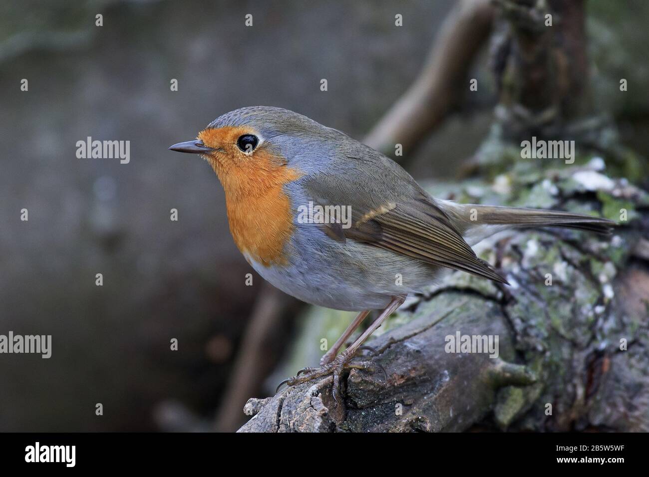 European robin in its natural habitat in Denmark Stock Photo - Alamy