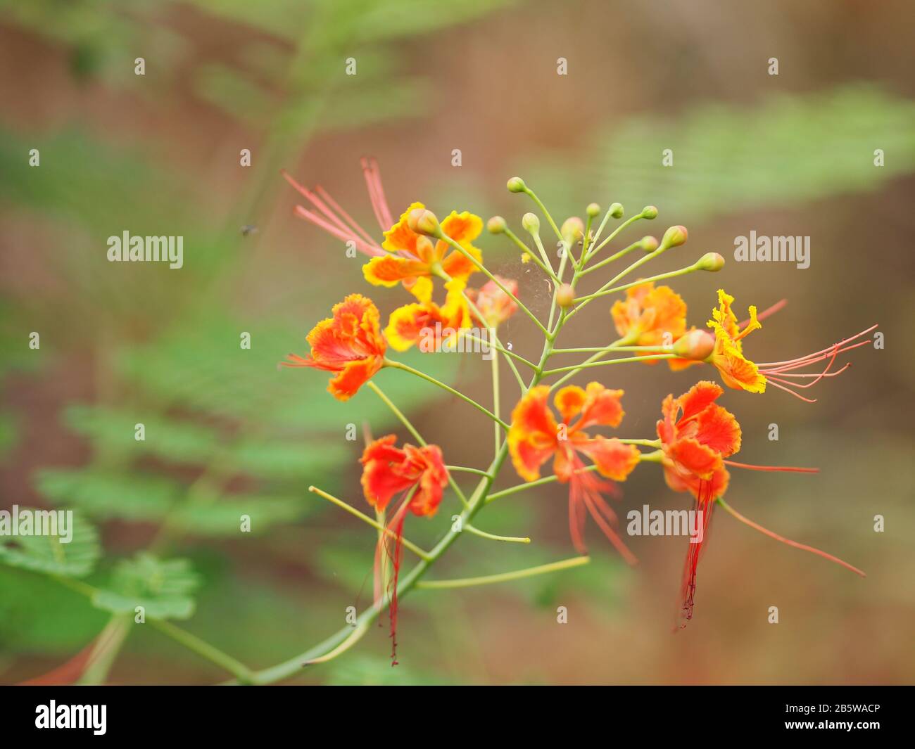Orange Flower Delonix regia Flam boyant The Flame Tree Royal Poinciana ...