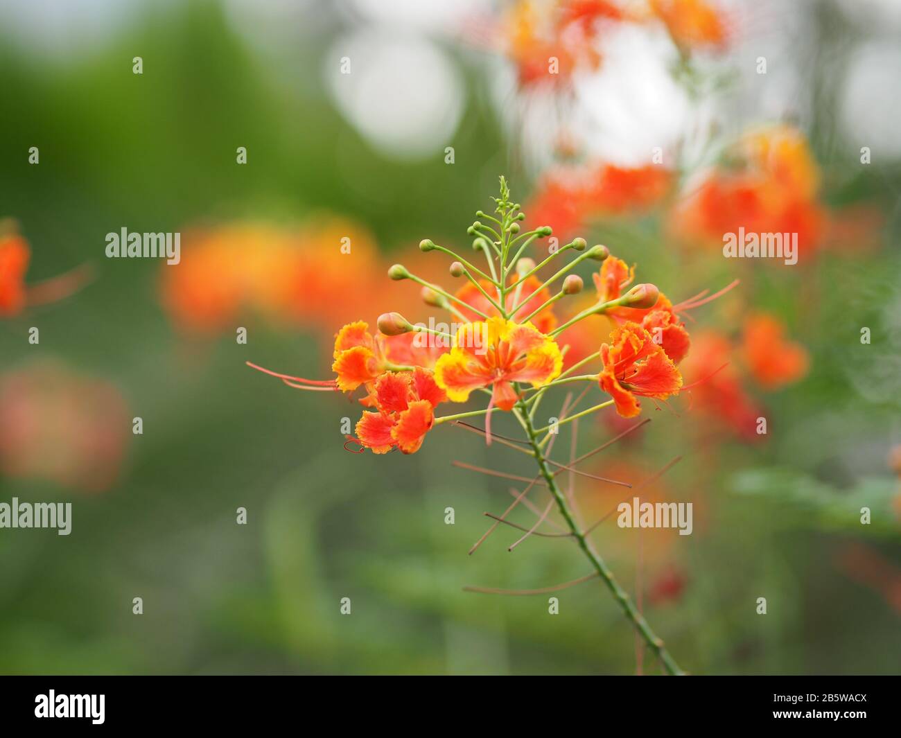Orange Flower Delonix regia Flam boyant The Flame Tree Royal Poinciana ...