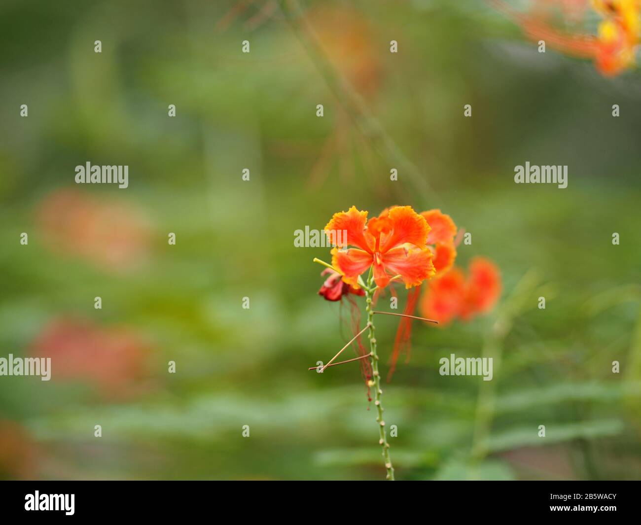 Orange Flower Delonix regia Flam boyant The Flame Tree Royal Poinciana ...