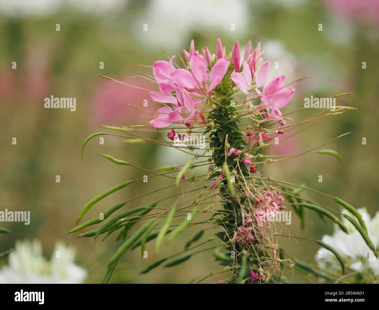Cleome hassleriana, spider flower, spider plant, pink queen ...