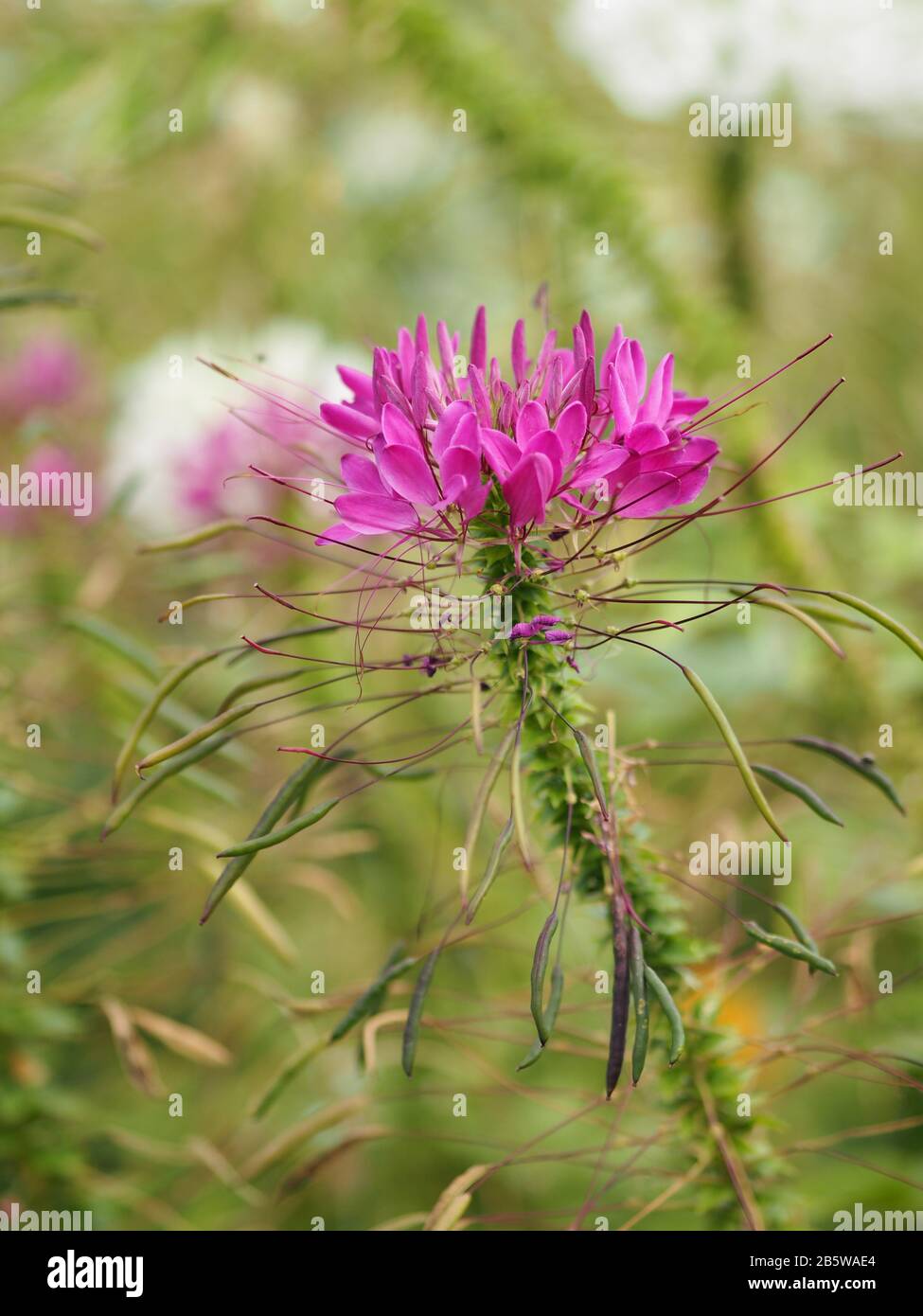 Cleome hassleriana, spider flower, spider plant, pink queen ...