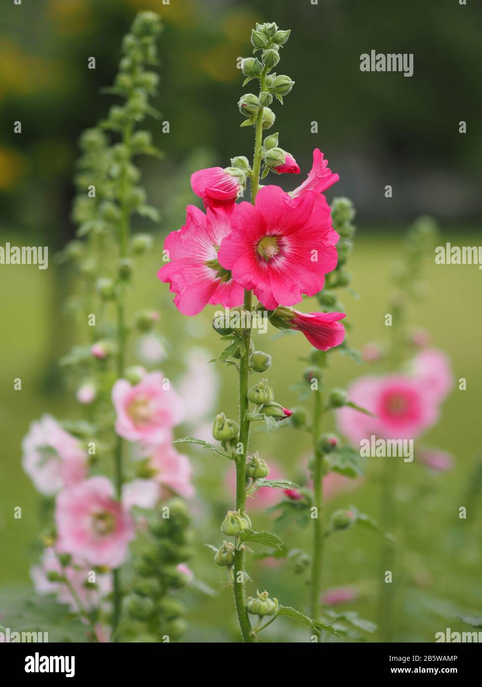 Hardy annual or perennial Althaea include Hollyhock, Marsh Mallow ...