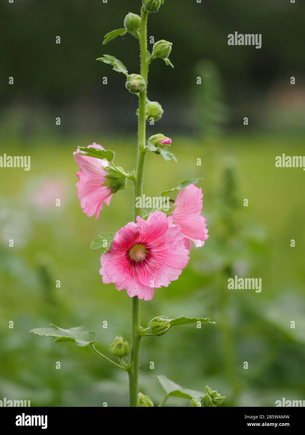 Hardy annual or perennial Althaea include Hollyhock, Marsh Mallow ...