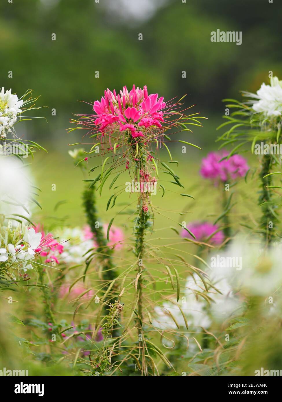 Cleome hassleriana, spider flower, spider plant, pink queen ...