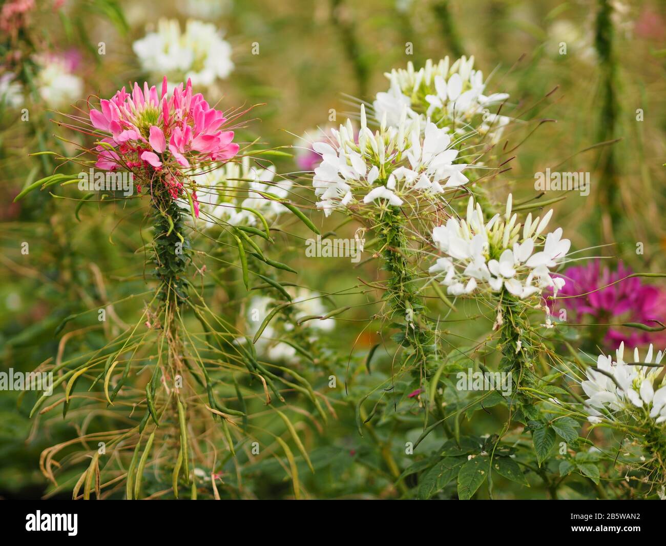 Cleome hassleriana, spider flower, spider plant, pink queen ...