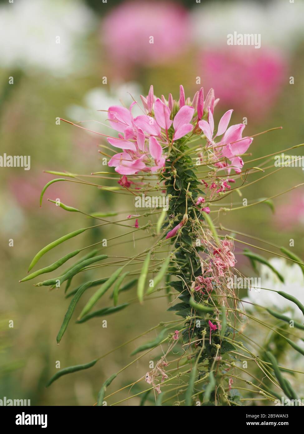 Cleome hassleriana, spider flower, spider plant, pink queen ...