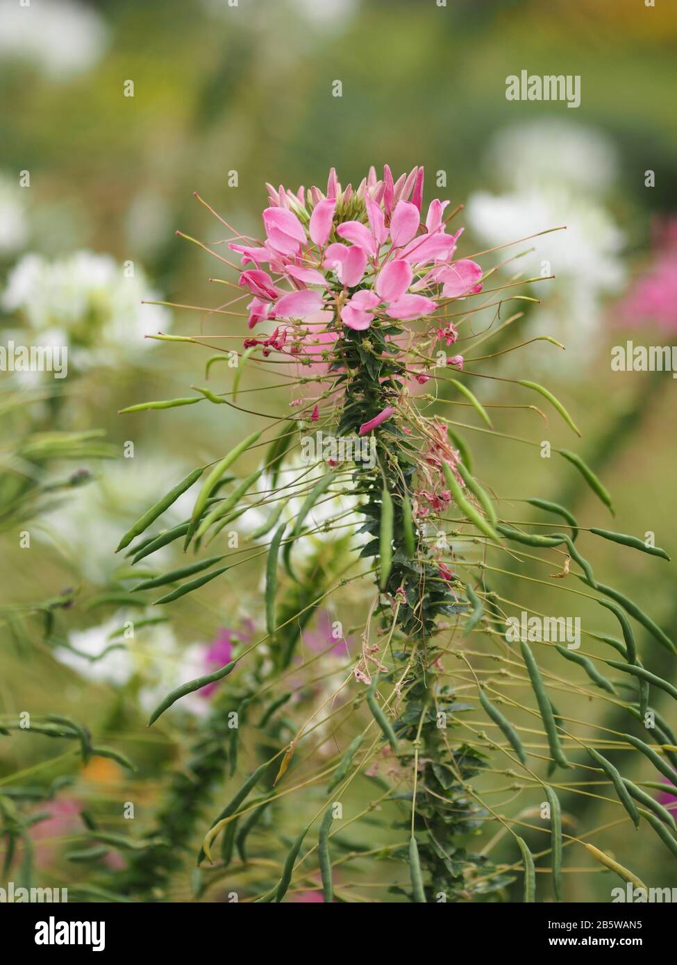 Cleome hassleriana, spider flower, spider plant, pink queen ...
