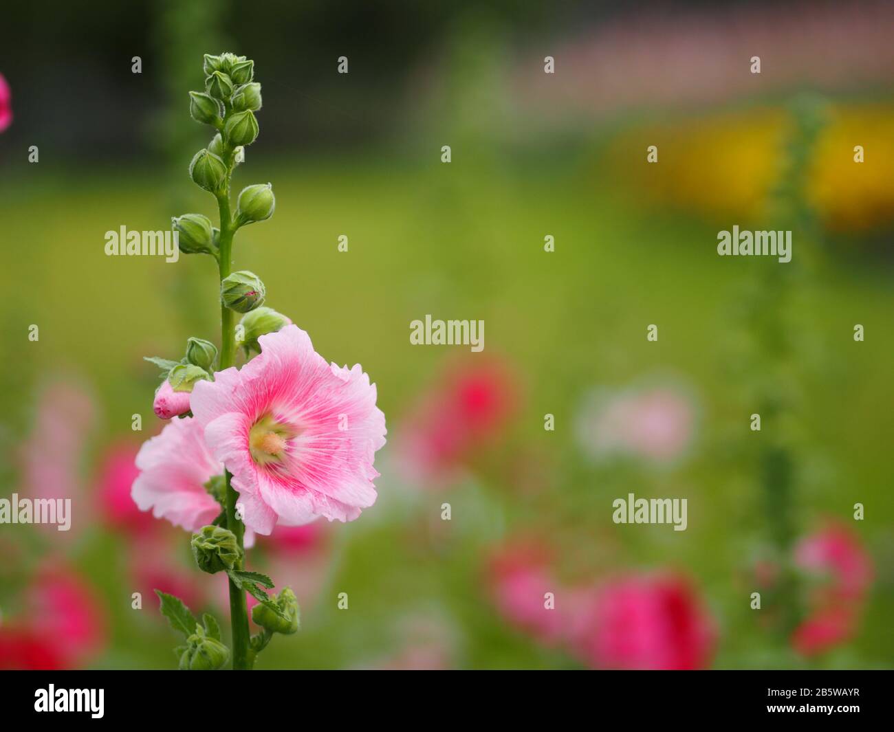 Hardy annual or perennial Althaea include Hollyhock, Marsh Mallow ...