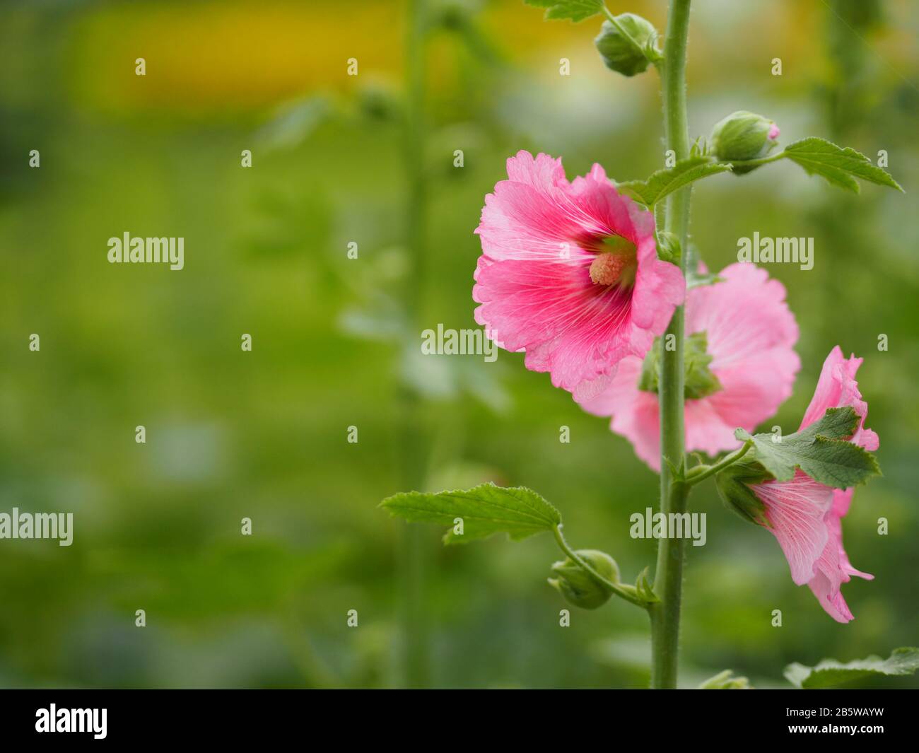 Hardy annual or perennial Althaea include Hollyhock, Marsh Mallow ...