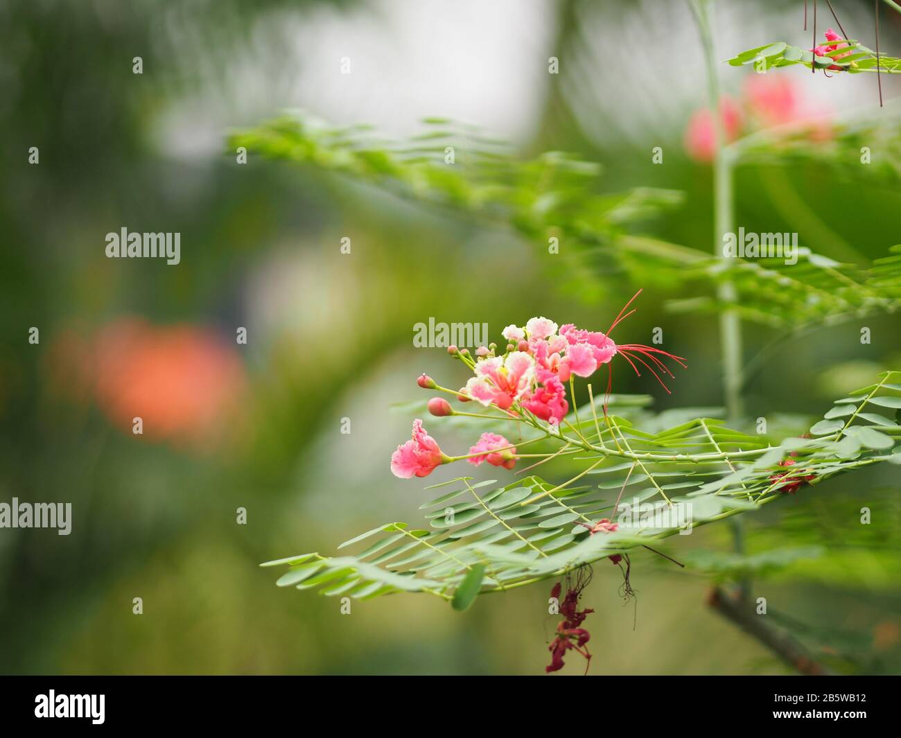Pink Flower Delonix regia Flam boyant The Flame Tree Royal Poinciana ...