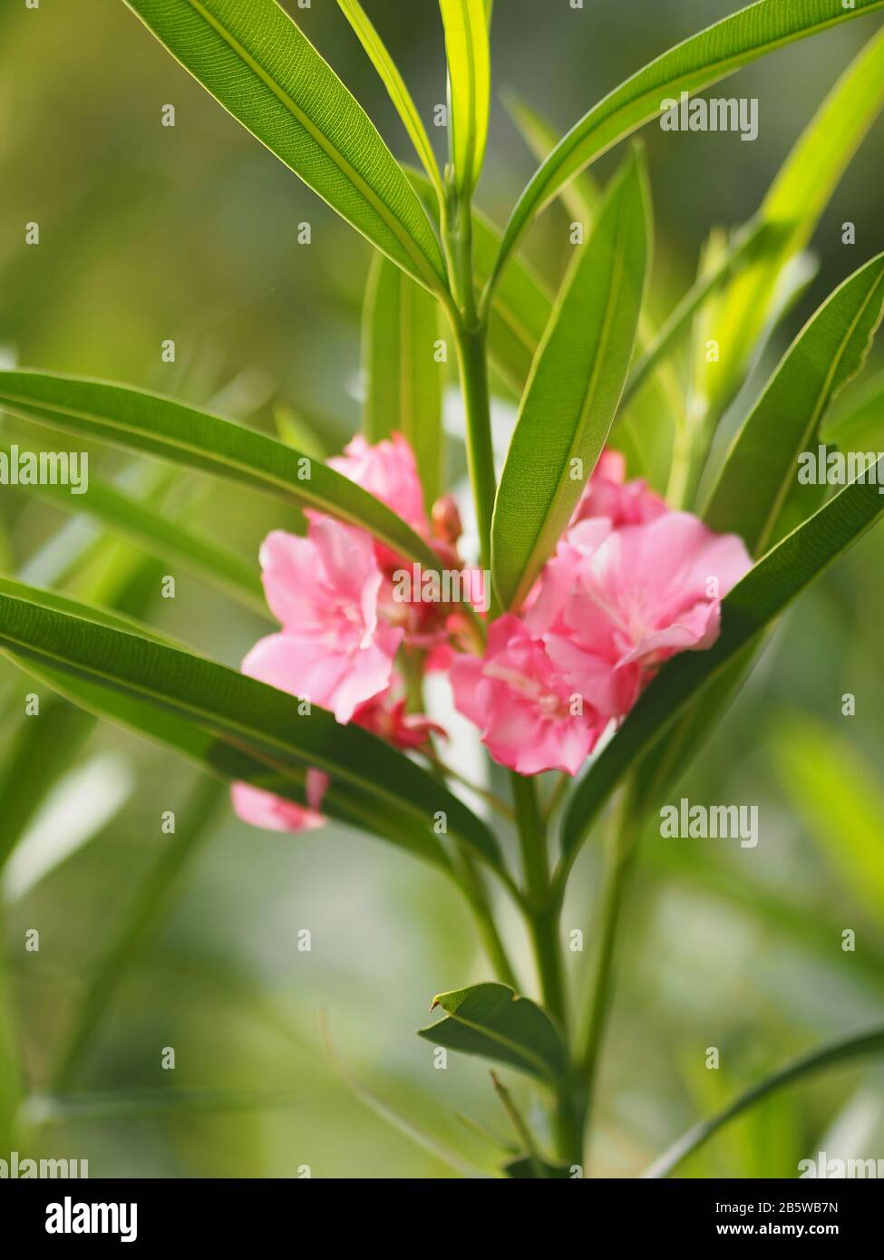 pink flower in garden Stock Photo - Alamy