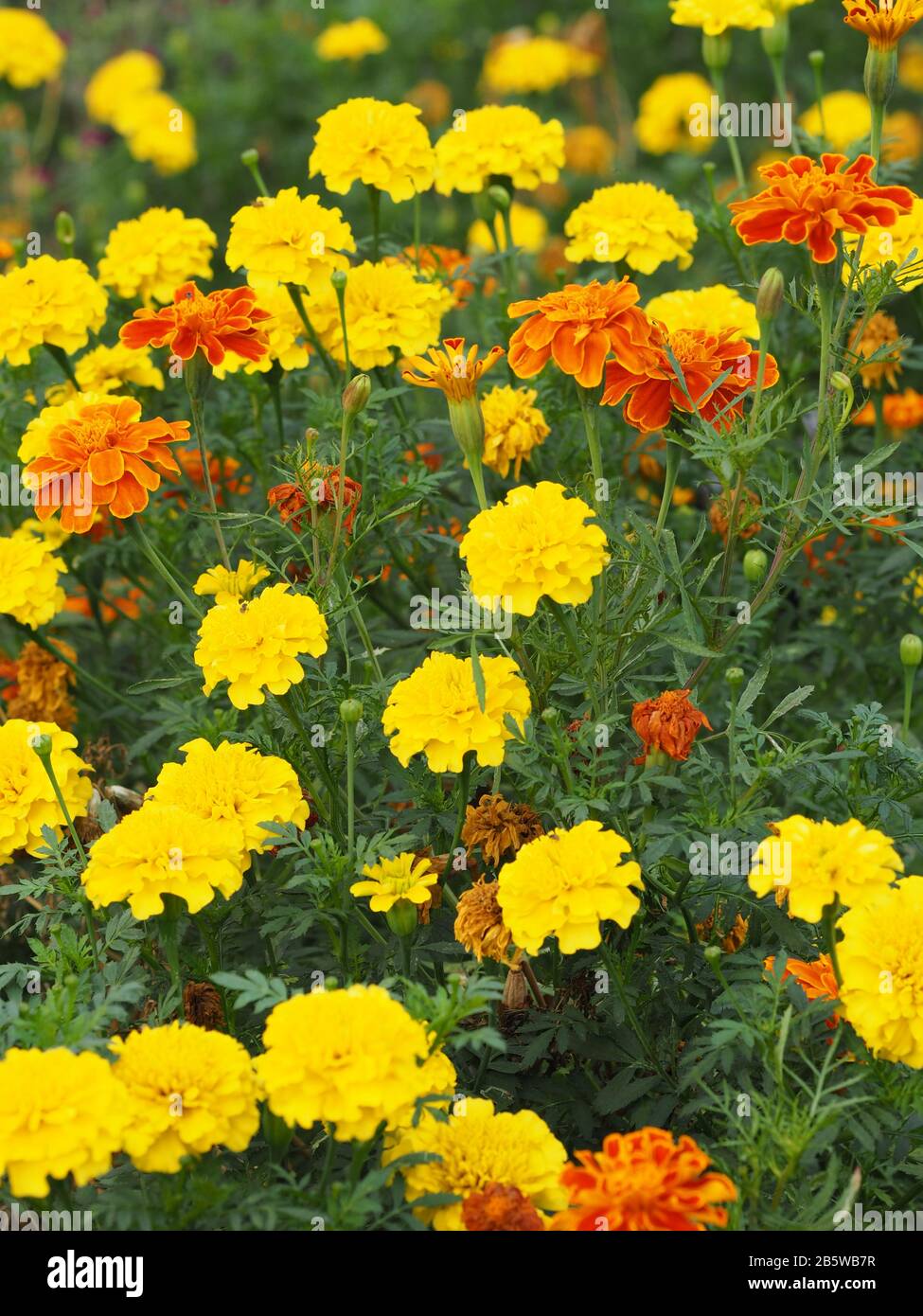 African marigold, American, Aztec, Big marigold Scientific name Tagetes ...