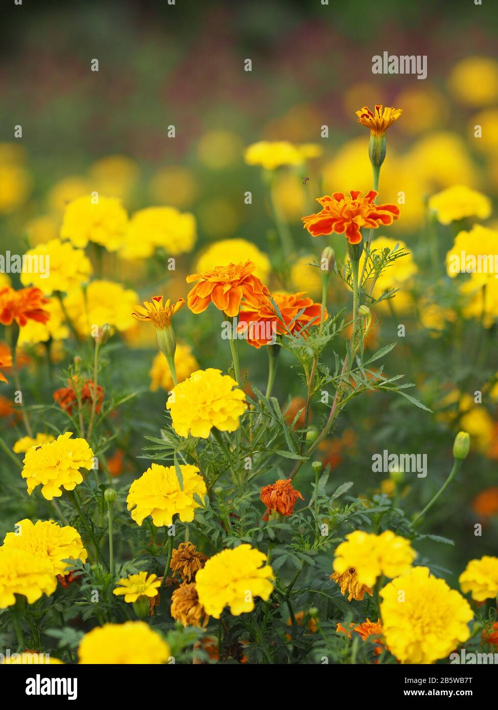 African marigold, American, Aztec, Big marigold Scientific name Tagetes ...