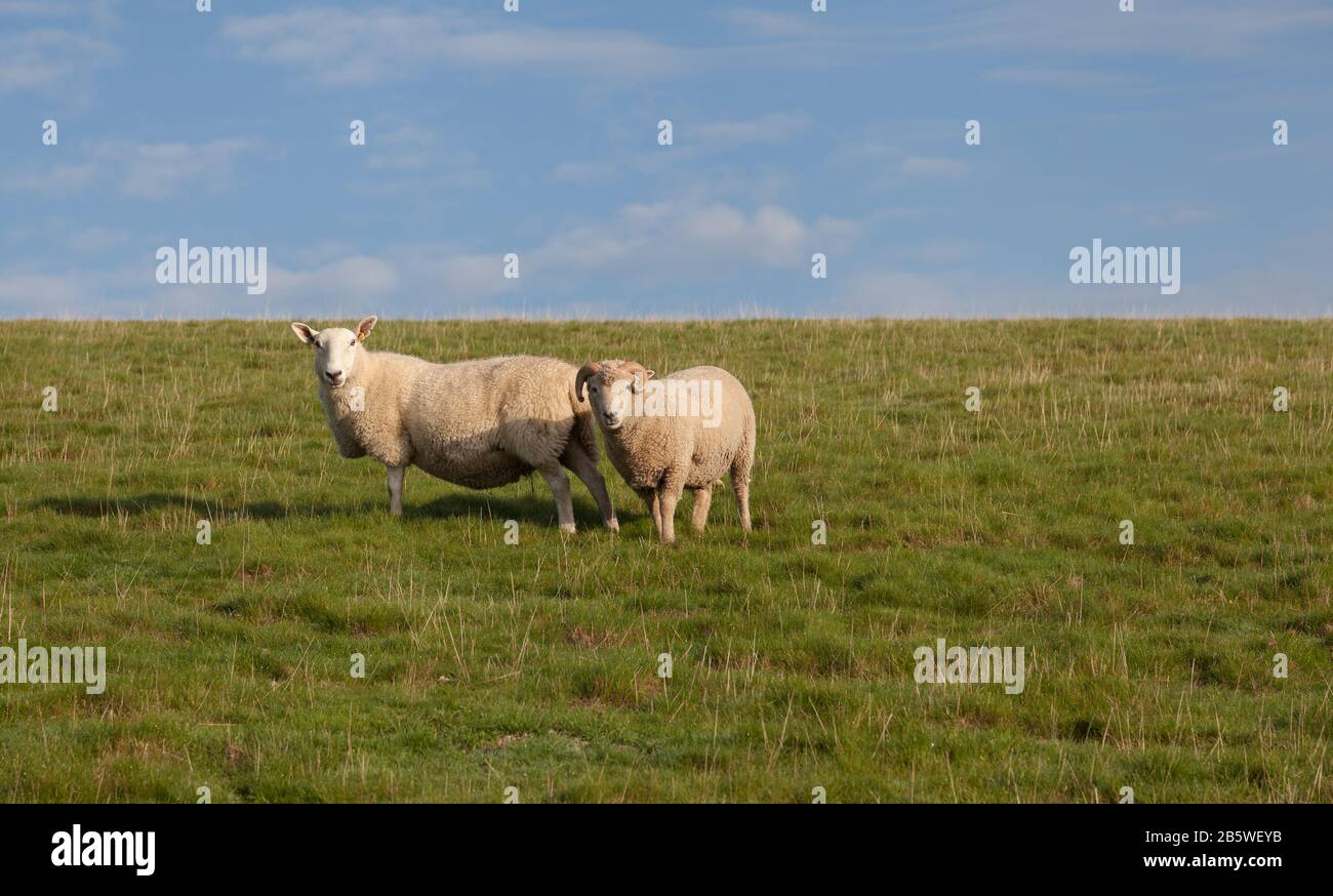 Sheep mating hi-res stock photography and images - Alamy