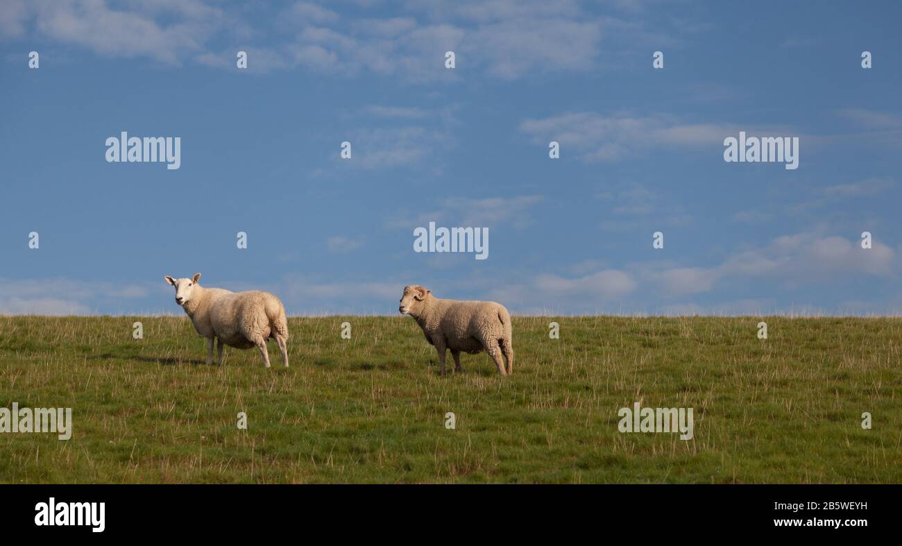 Sheep mating hi-res stock photography and images - Alamy
