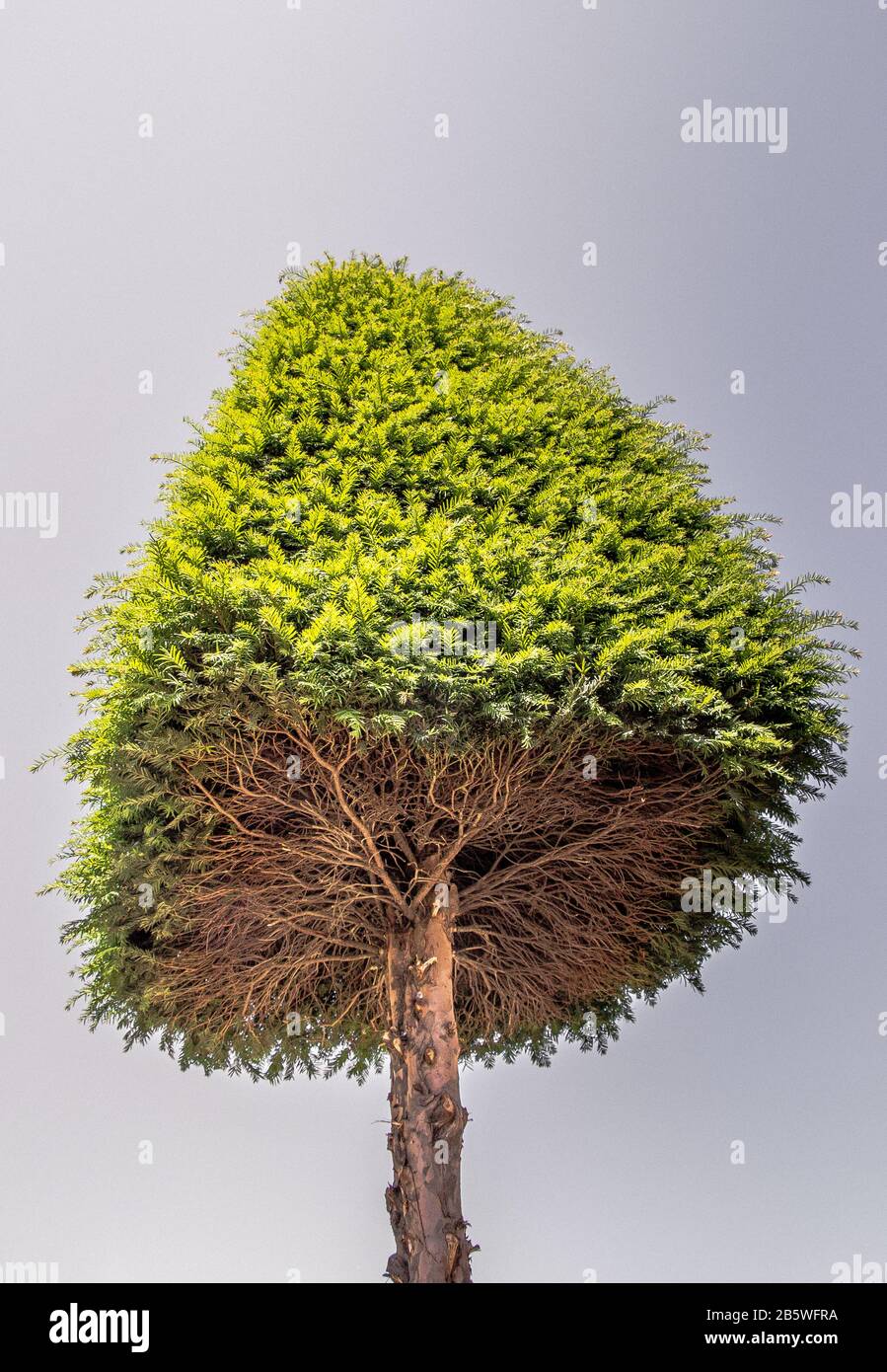 Very young small oak tree in pine forest in summer hi-res stock ...
