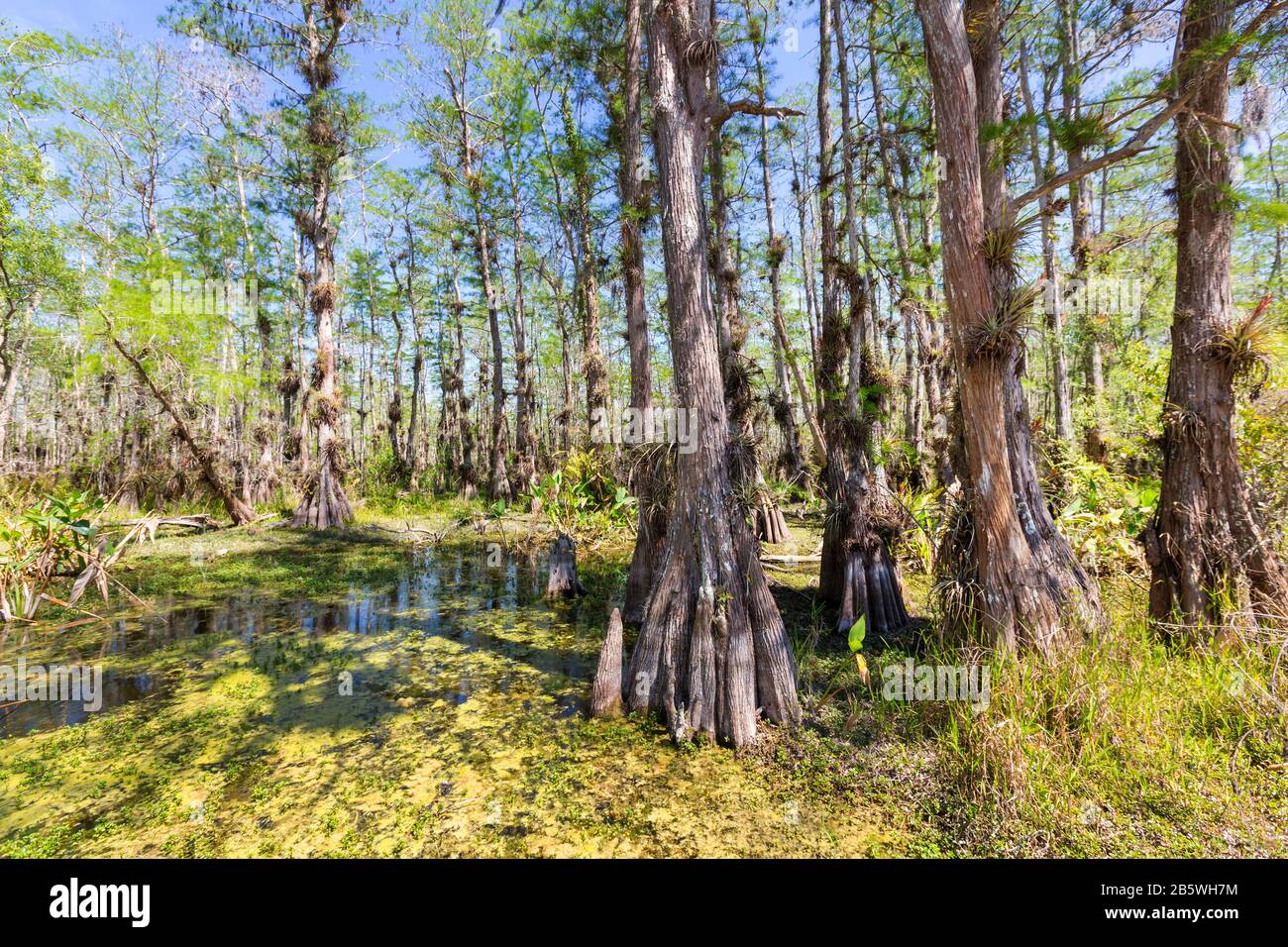 Typical cypress forest in Everglades National Park, Florida Stock Photo ...