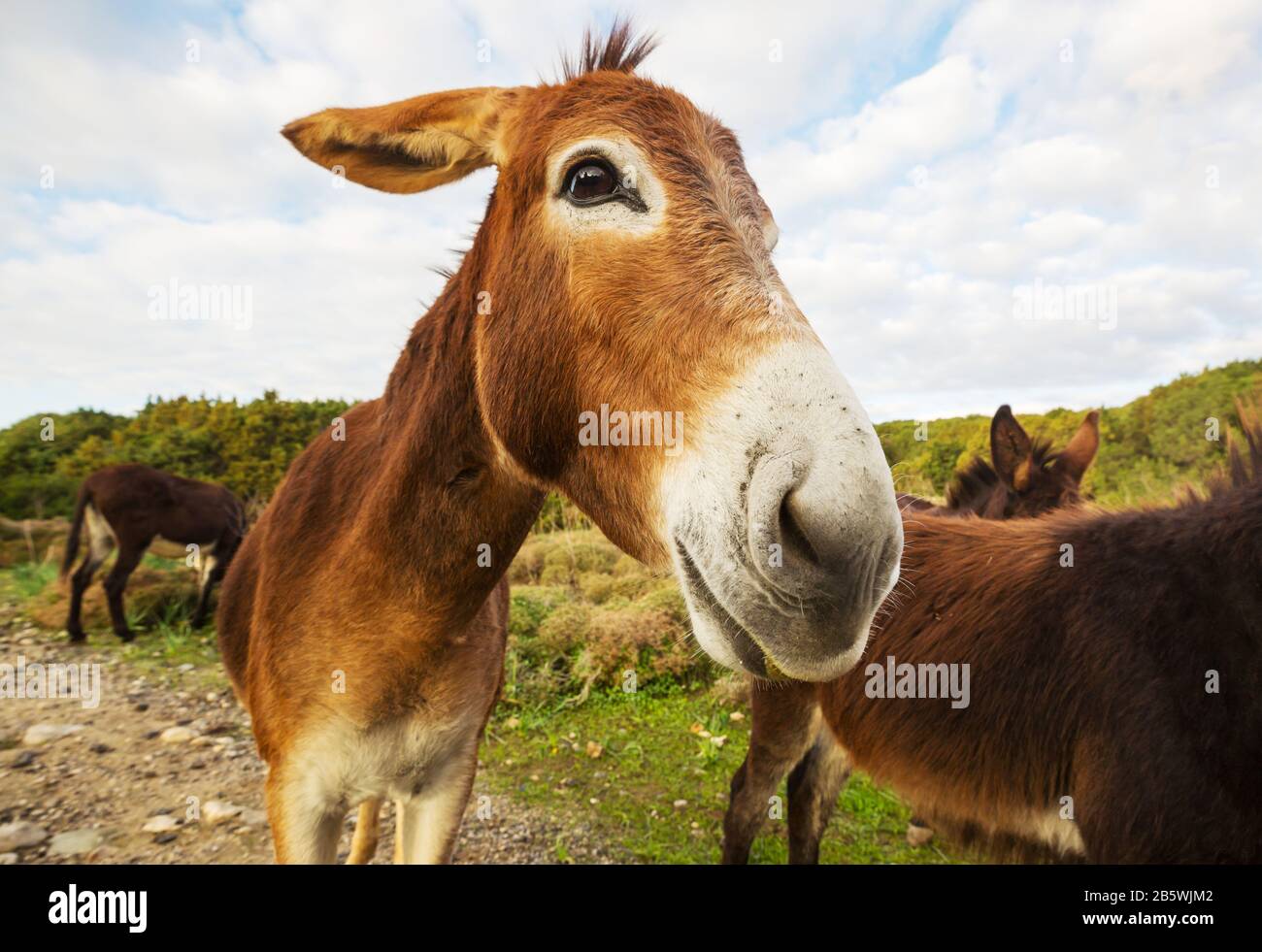 Karpaz peninsula donkey hi-res stock photography and images - Alamy