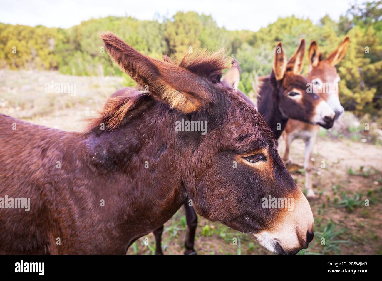 Karpaz peninsula donkey hi-res stock photography and images - Alamy