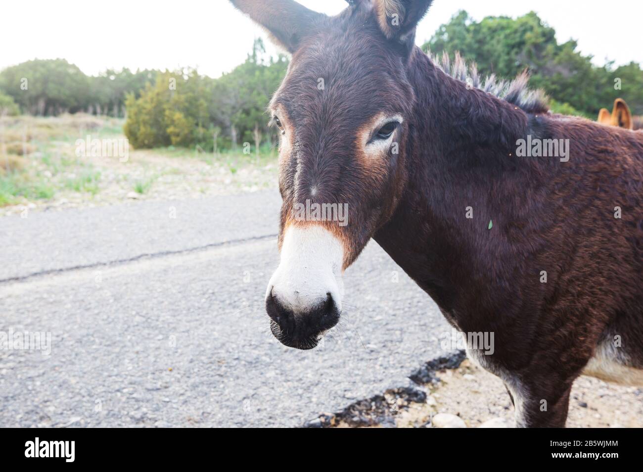 Wild donkey in Northern Cyprus Stock Photo - Alamy
