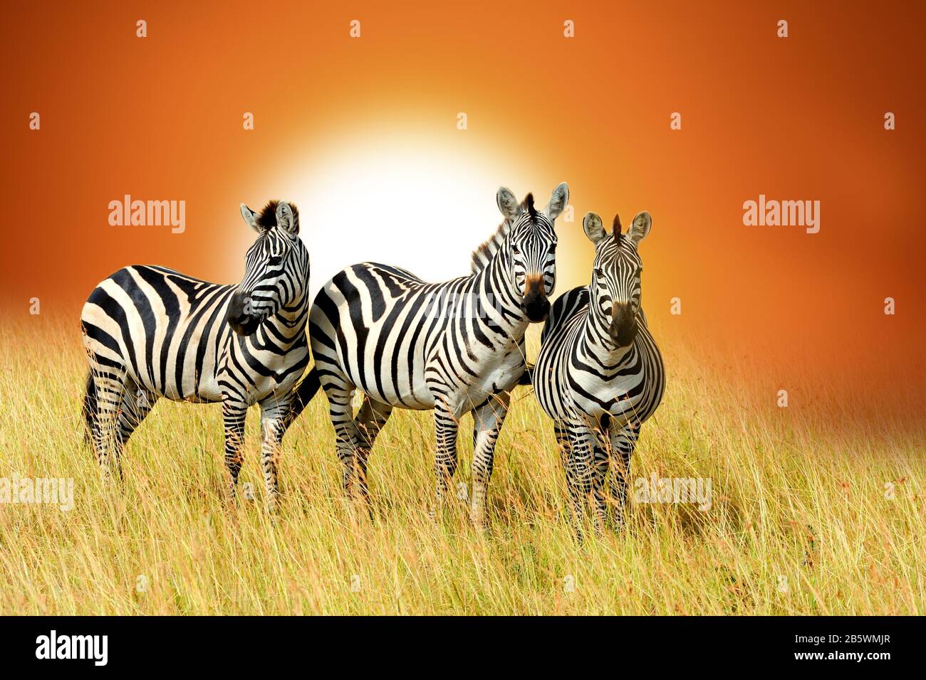 African sunset with beautiful animal hi-res stock photography and ...