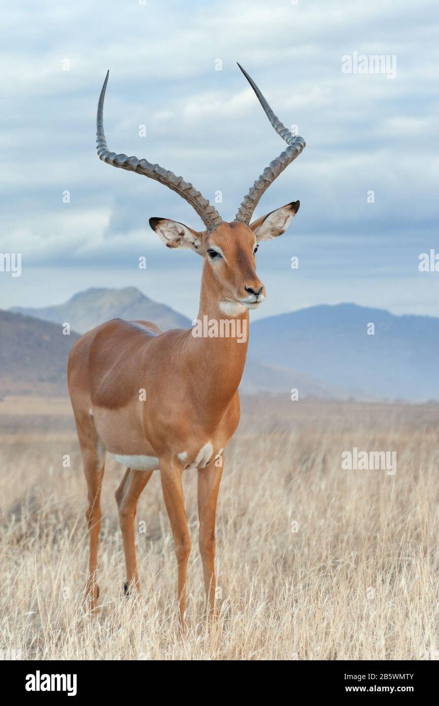 Black face impala hi-res stock photography and images - Alamy