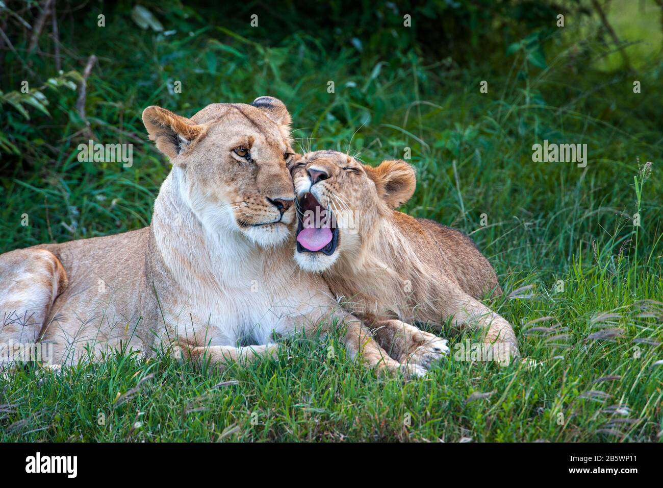Two Lions in the grass of the National park of Kenya, Africa. Animal in ...