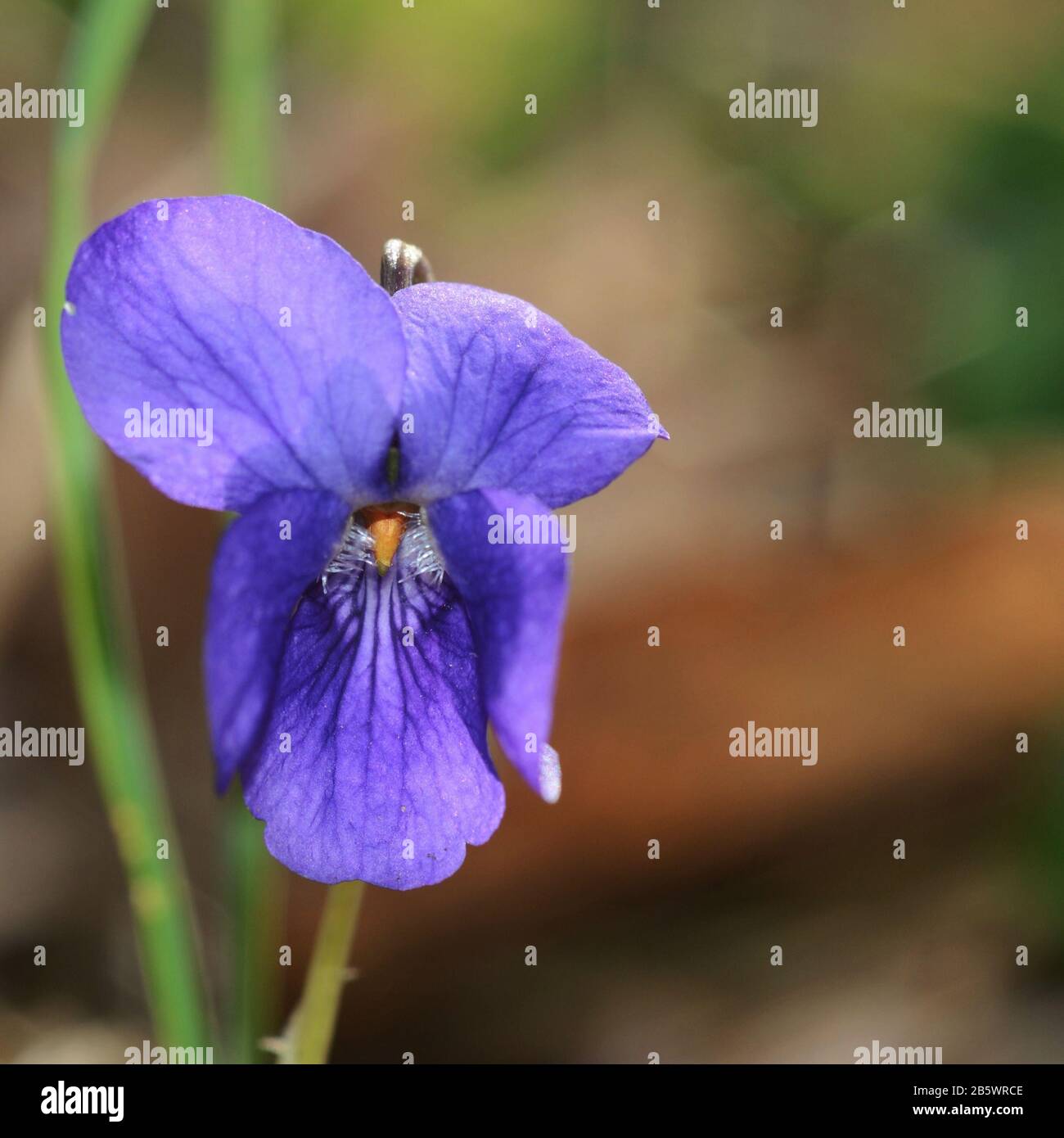 Violet flower wallpaper hi-res stock photography and images - Alamy