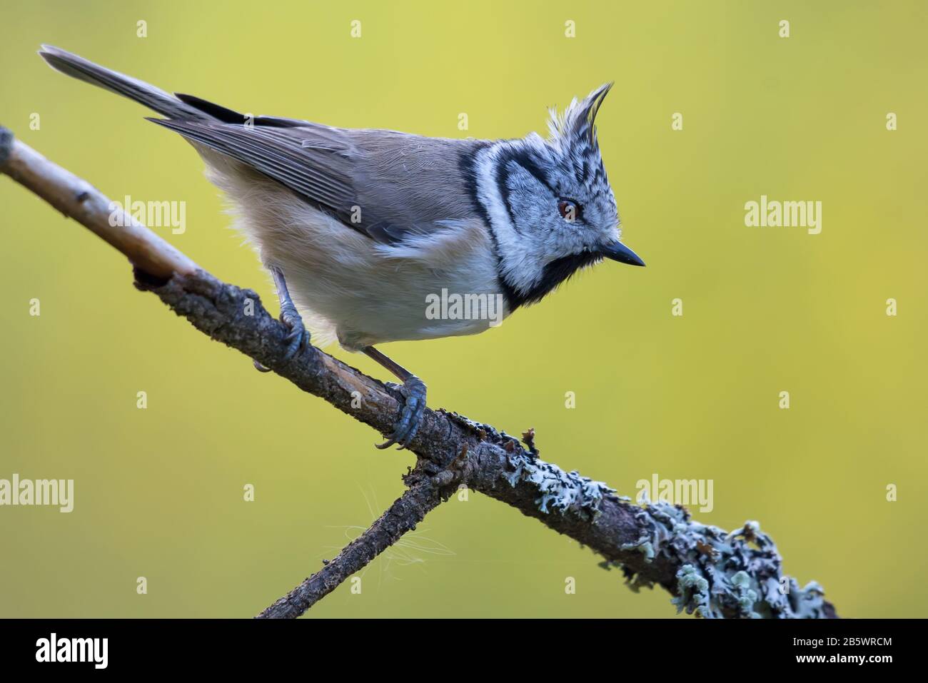 European Crested Tit (lophophanes cristatus) side view posing on an ...
