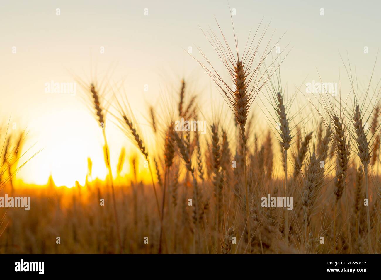 Wheatfield of gold color in sunset.Golden sunset over wheat field Stock ...