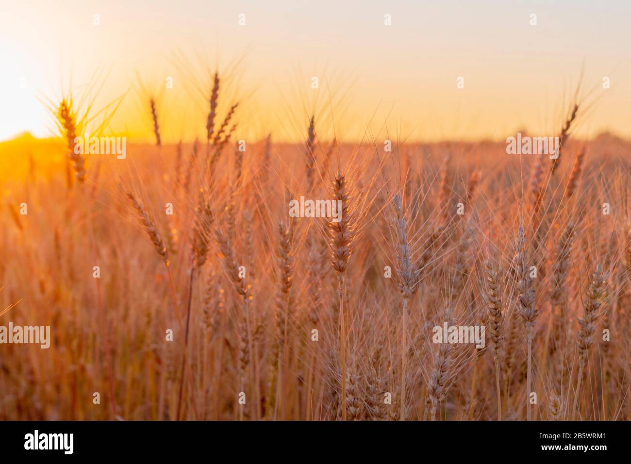 Wheatfield of gold color in sunset.Golden sunset over wheat field Stock ...